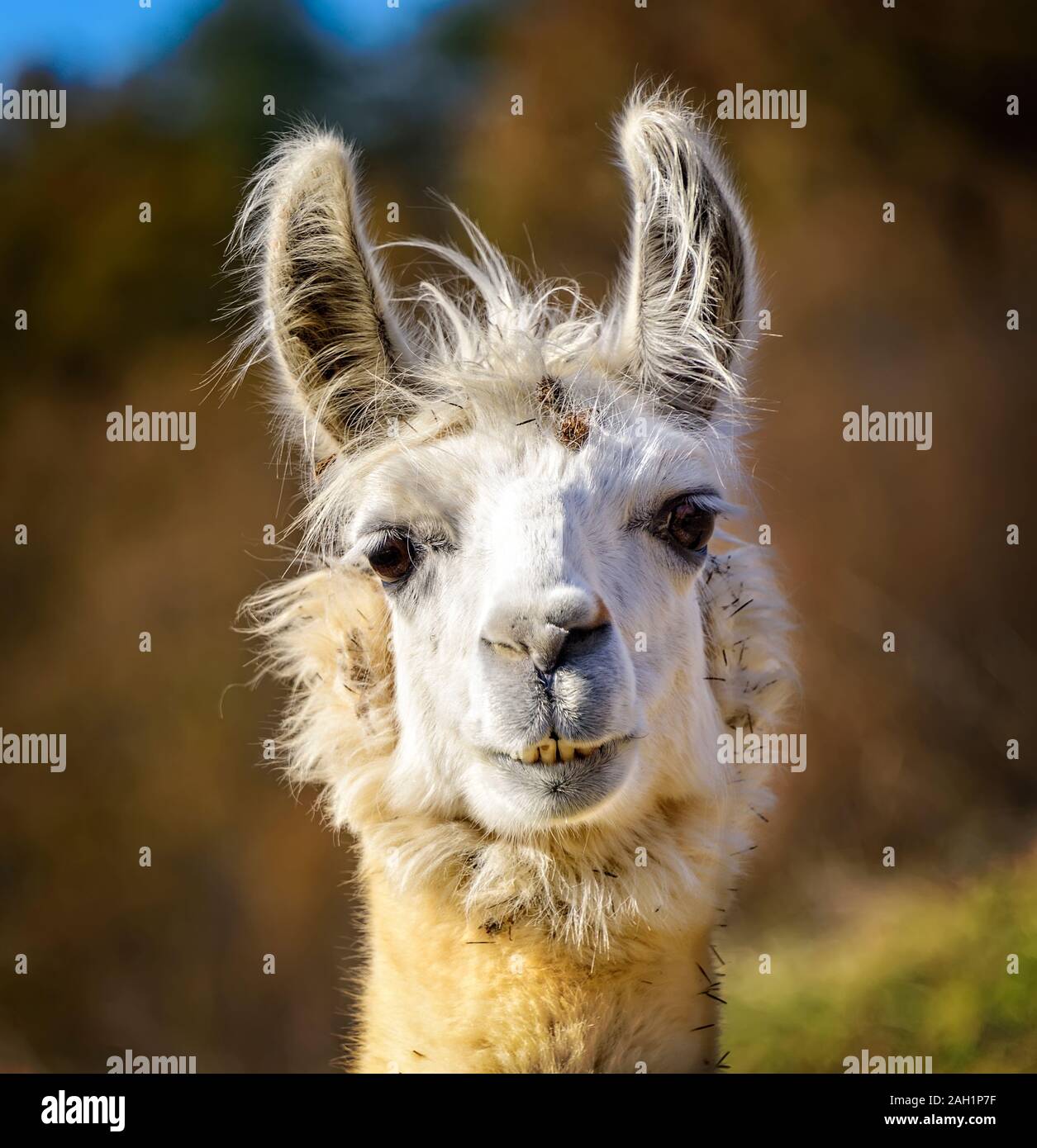 White adult Alpaca alert and curious, with a soft background Stock ...