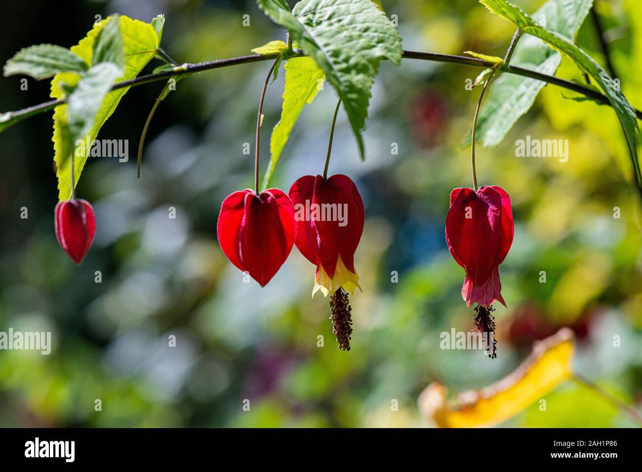 The flowers of a trailing abutilon (Abutilon megapotamicum Stock Photo ...