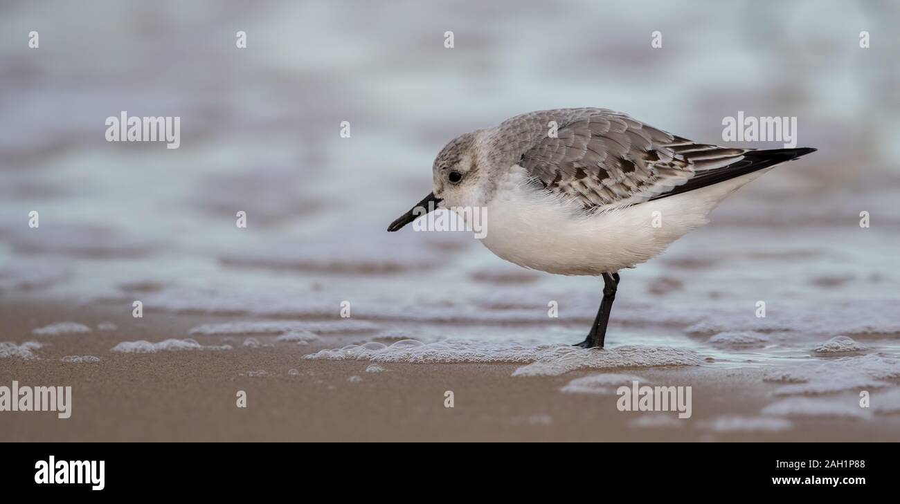 Sanderling on beach hi-res stock photography and images - Alamy