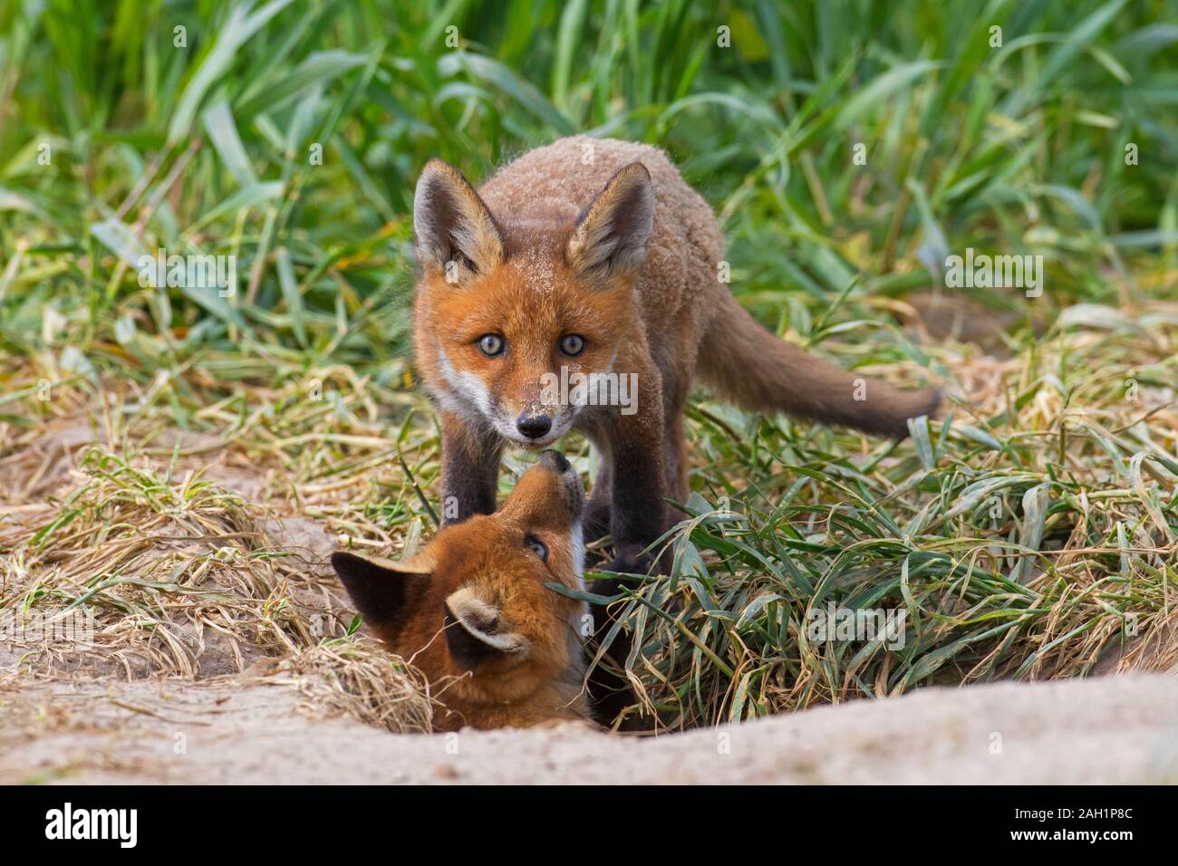 Young red foxes (Vulpes vulpes) two kits emerging from burrow entrance ...