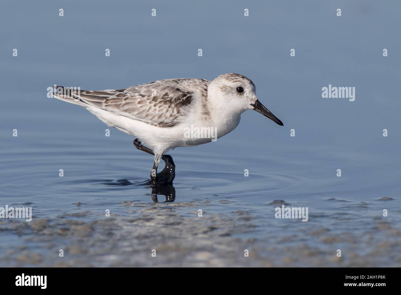 Sanderling on Beach Stock Photo - Alamy
