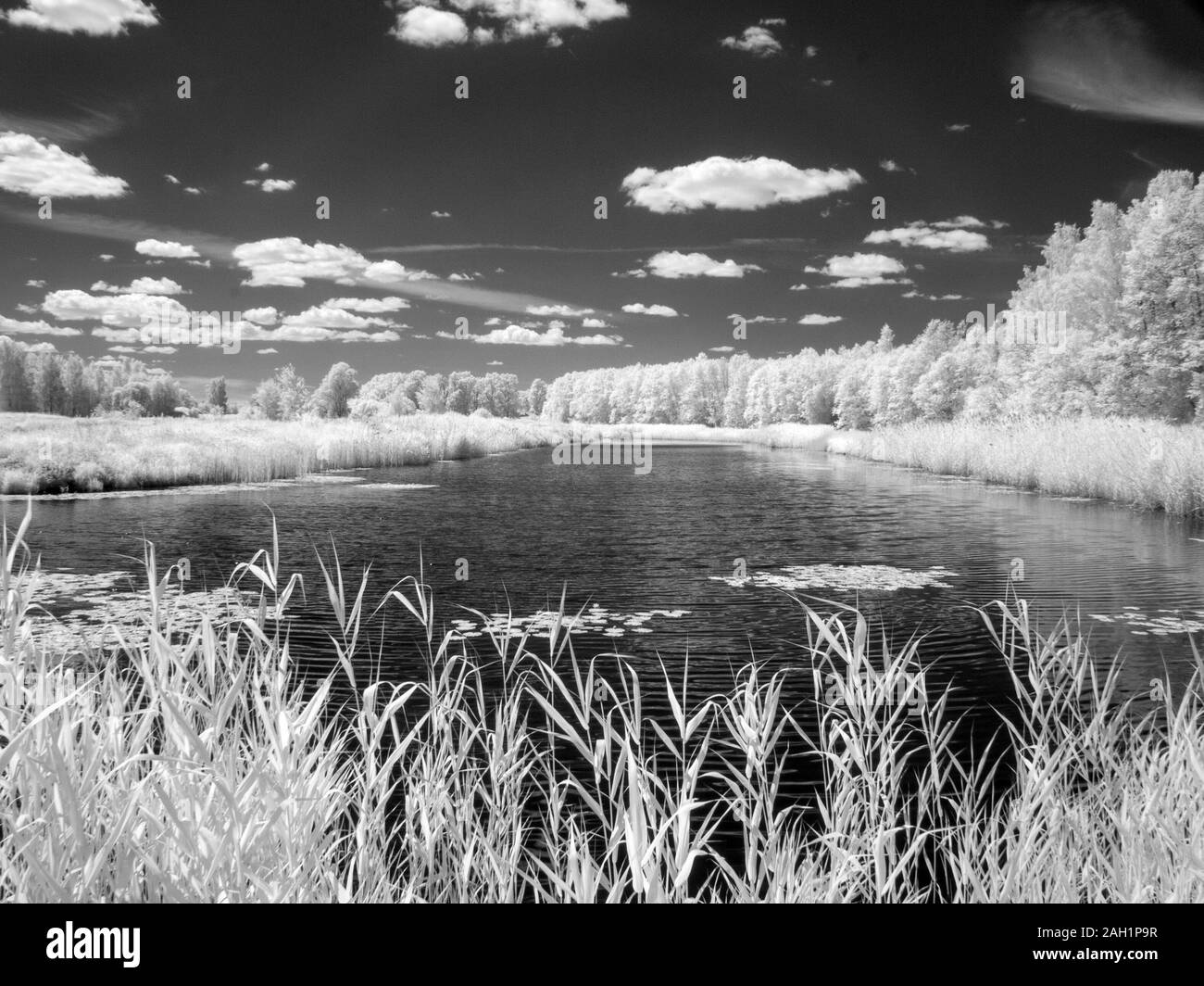 infrared photography, lake landscape, white trees and grass, beautiful ...
