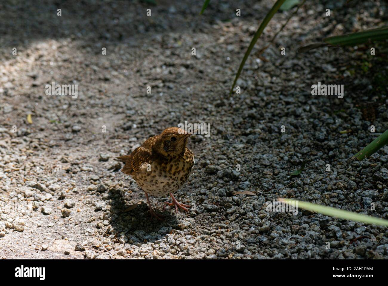 True Thrush High Resolution Stock Photography and Images - Alamy