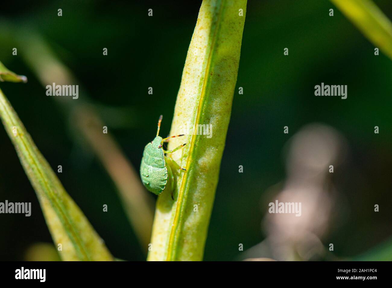 A 4th instar nymph of a green shield bug (Palomena prasina Stock Photo ...