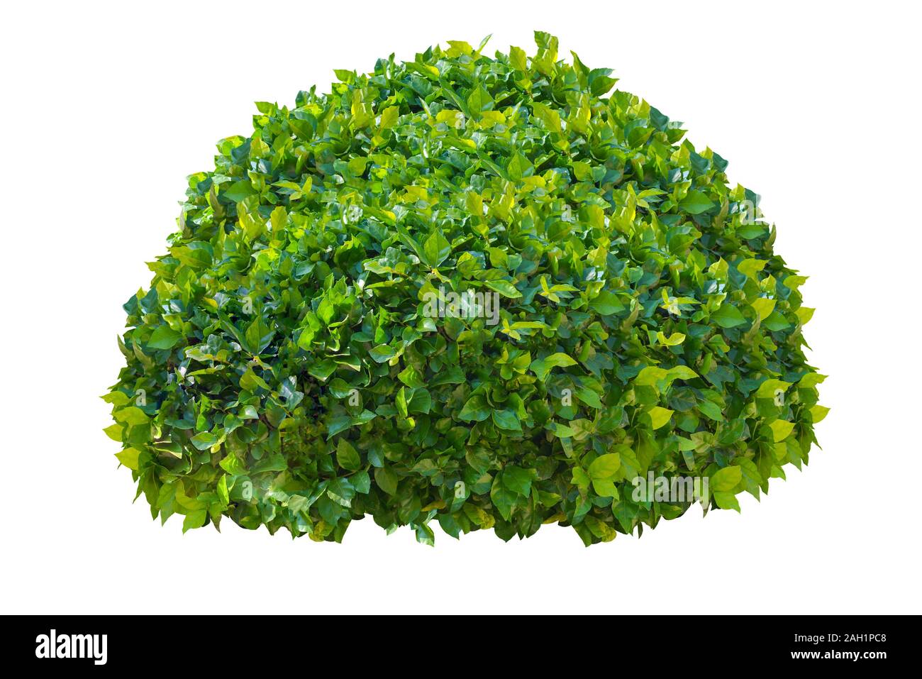 Green bush isolated on white background Stock Photo - Alamy