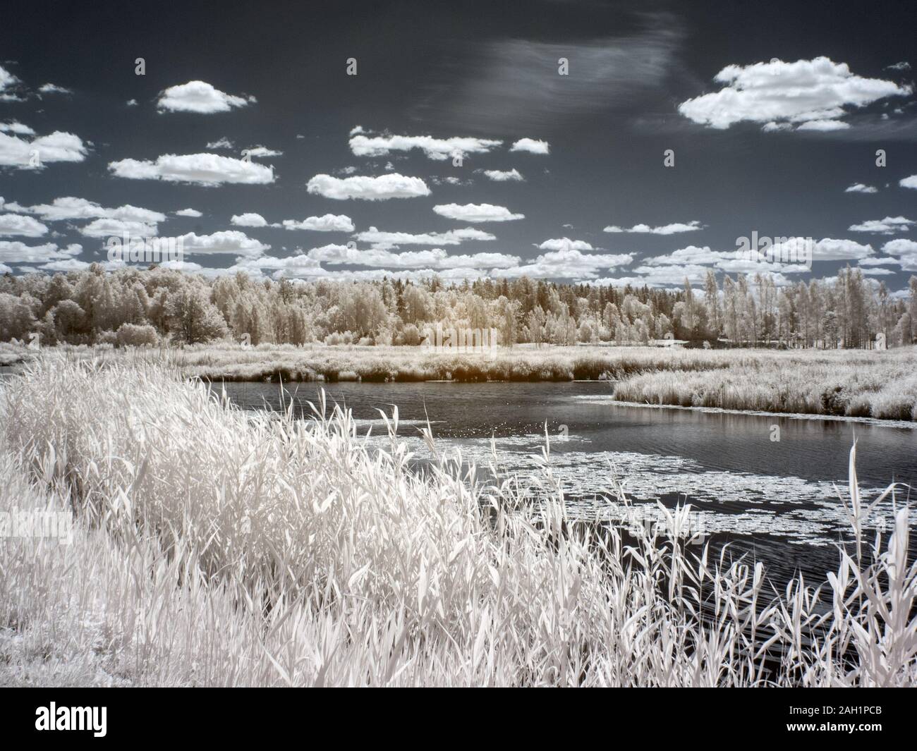 infrared photography, lake landscape, white trees and grass, beautiful ...