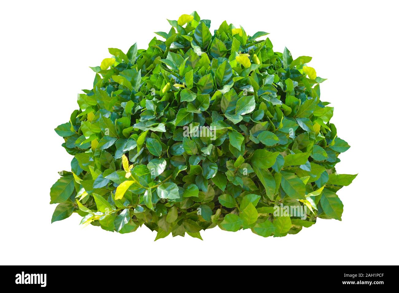Green bush isolated on white background Stock Photo - Alamy