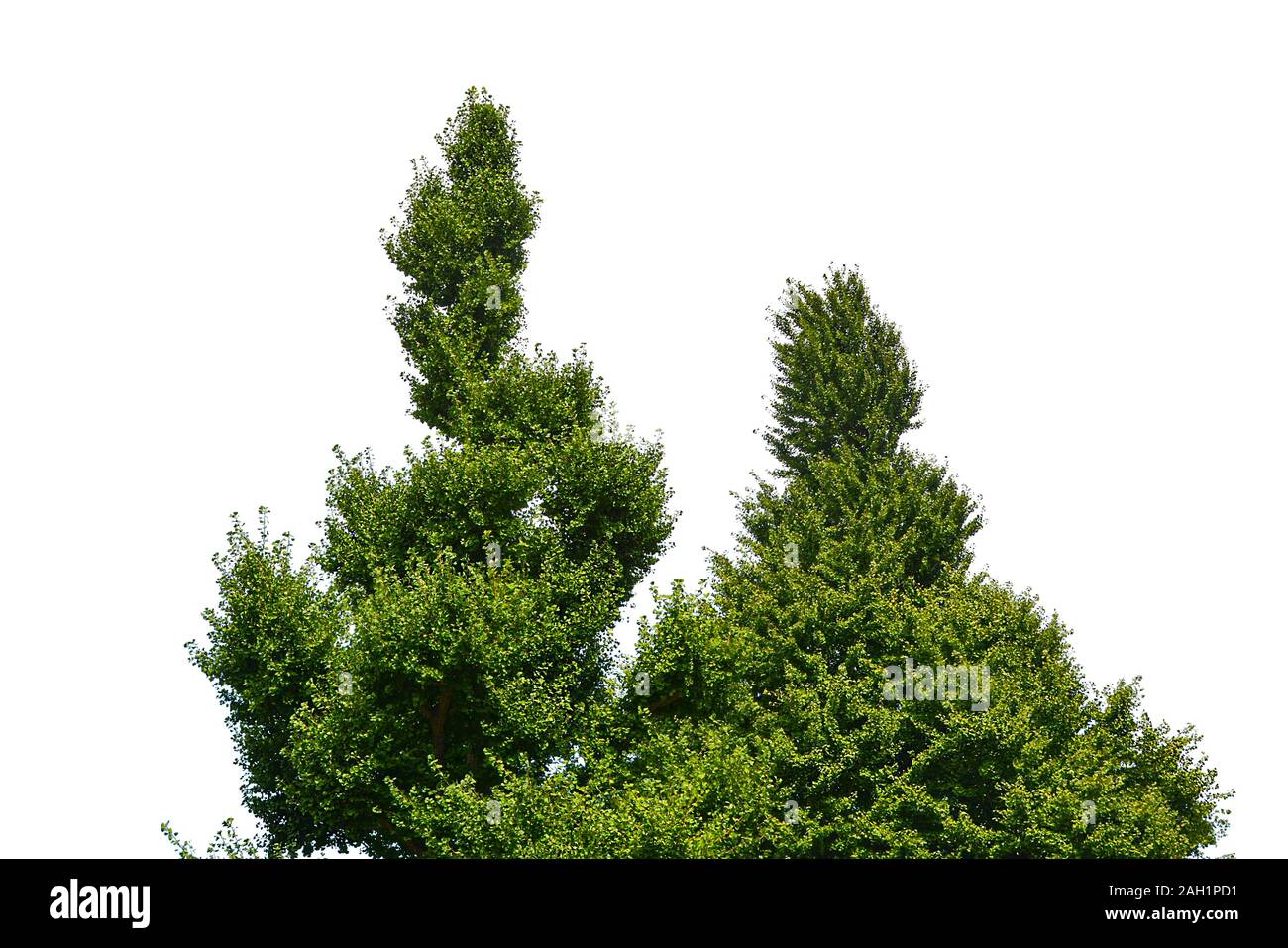 Green bush isolated on white background Stock Photo - Alamy