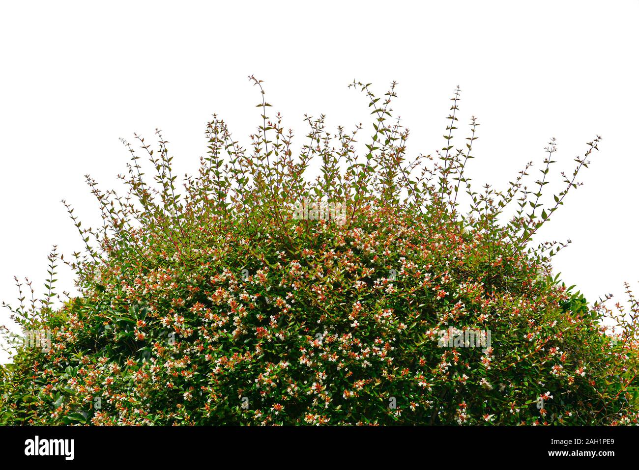 Green bush isolated on white background Stock Photo - Alamy