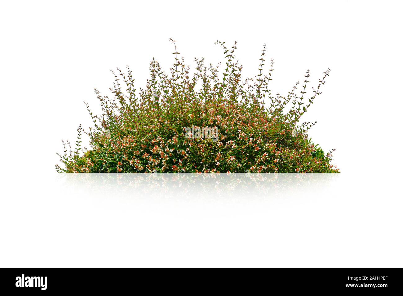 Green bush isolated on white background Stock Photo - Alamy
