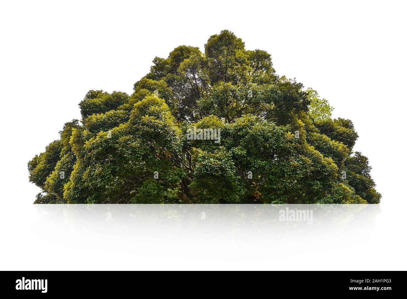 Green bush isolated on white background Stock Photo - Alamy