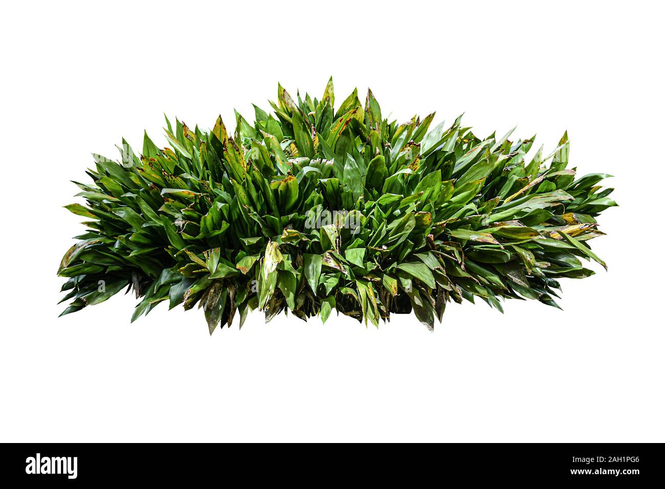 Green bush isolated on white background Stock Photo - Alamy