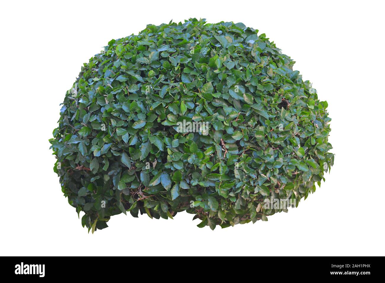 Green bush isolated on white background Stock Photo - Alamy