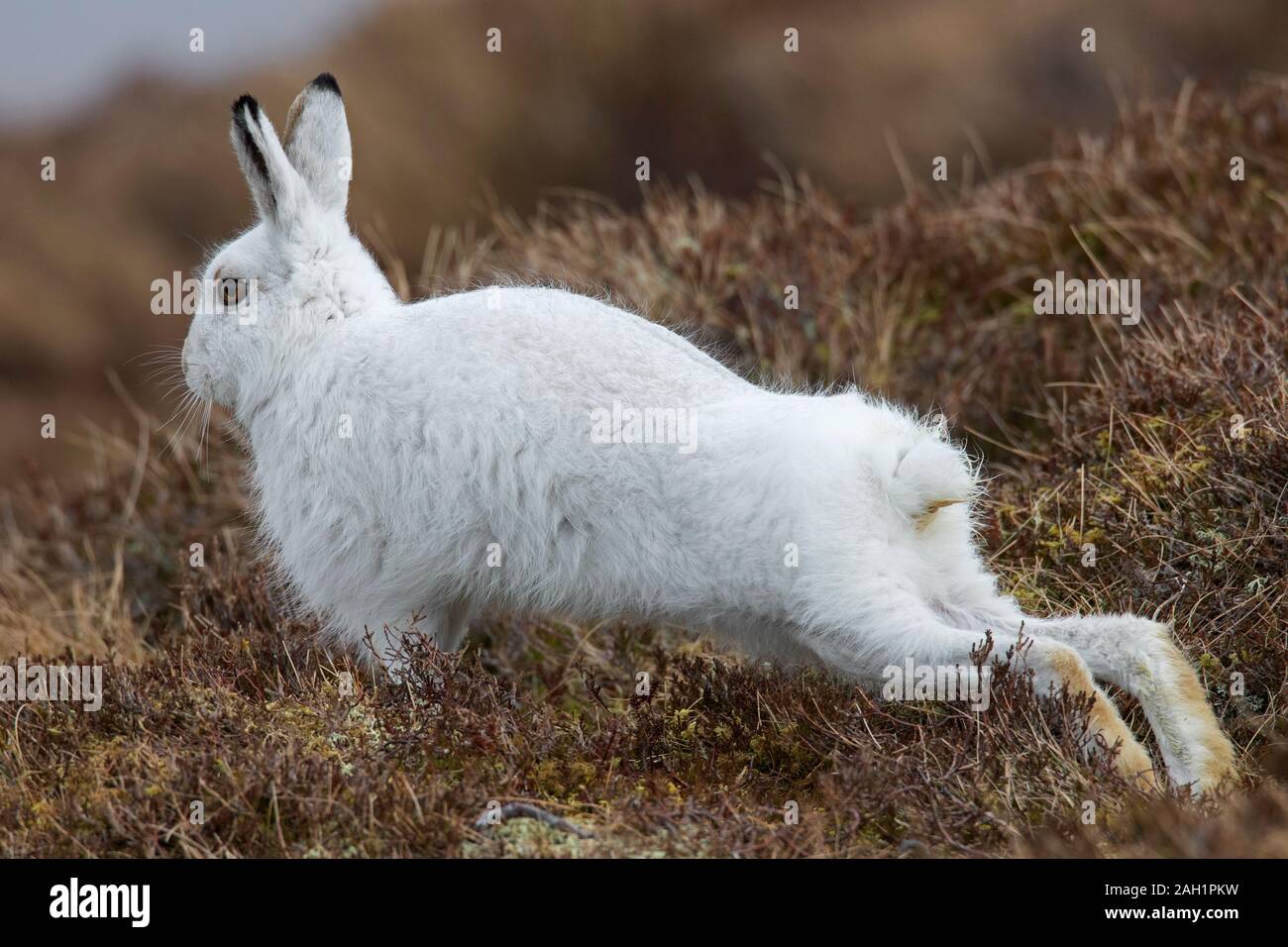 Hare uk hind legs hi-res stock photography and images - Alamy