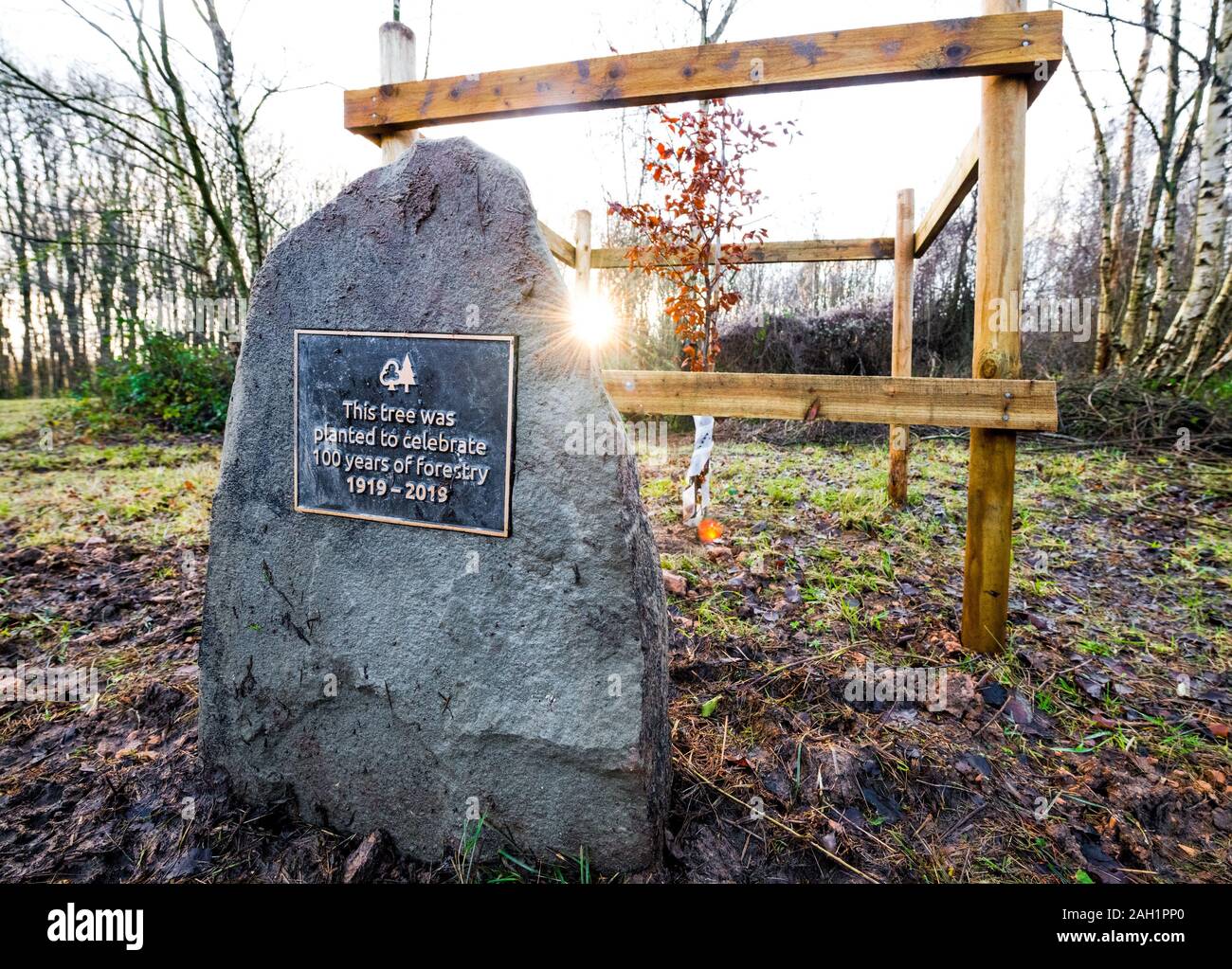 Stone with plaque celebrating 100 years of the Forestry Commission with ...