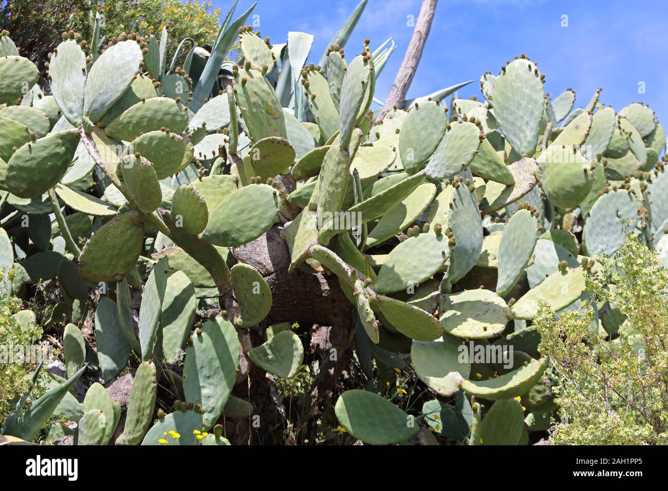 Cactus Plants Mediterranean Vegetation in Greece Stock Photo - Alamy