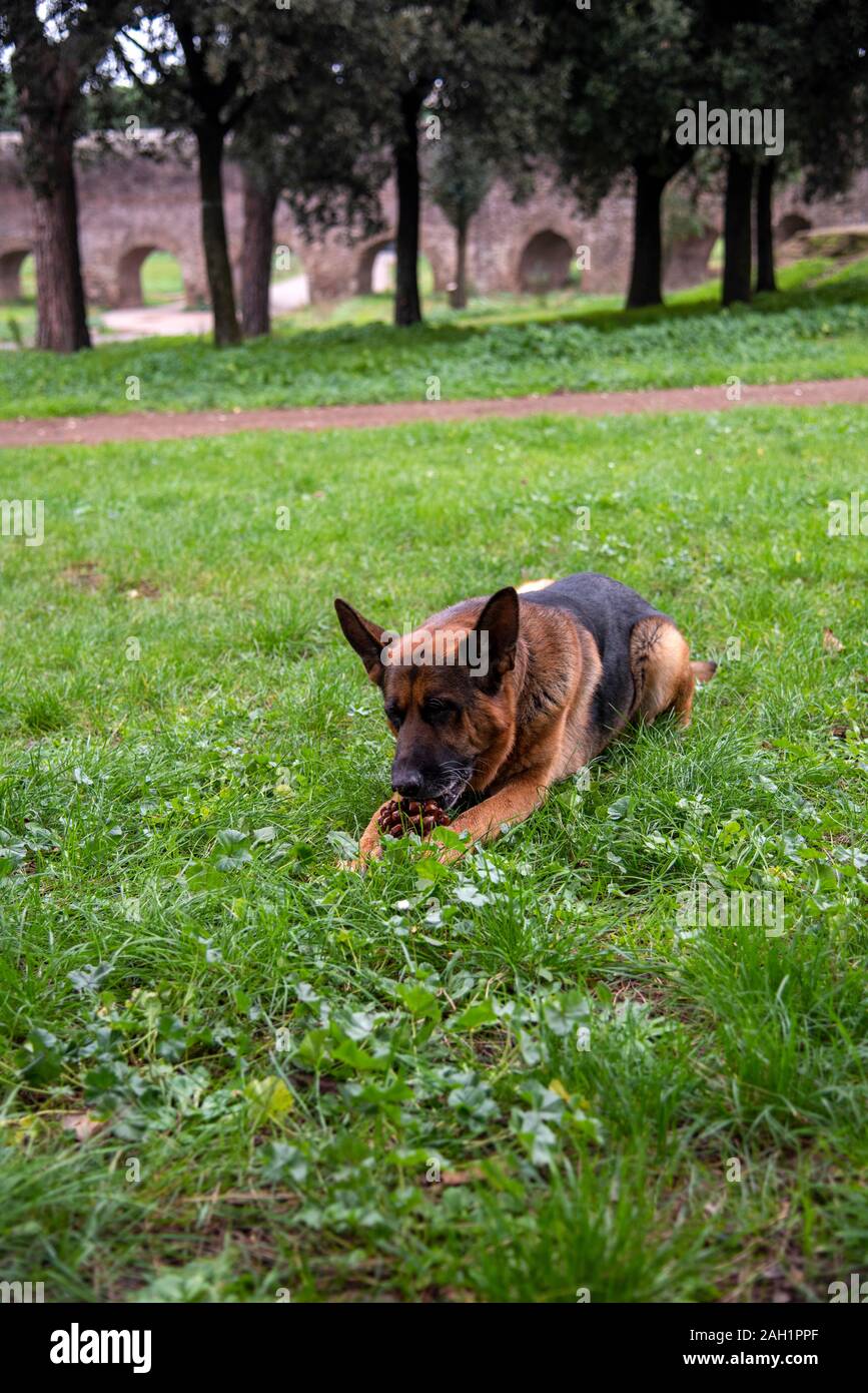 German shepherd dog playing at the park Park in Rome Stock Photo - Alamy