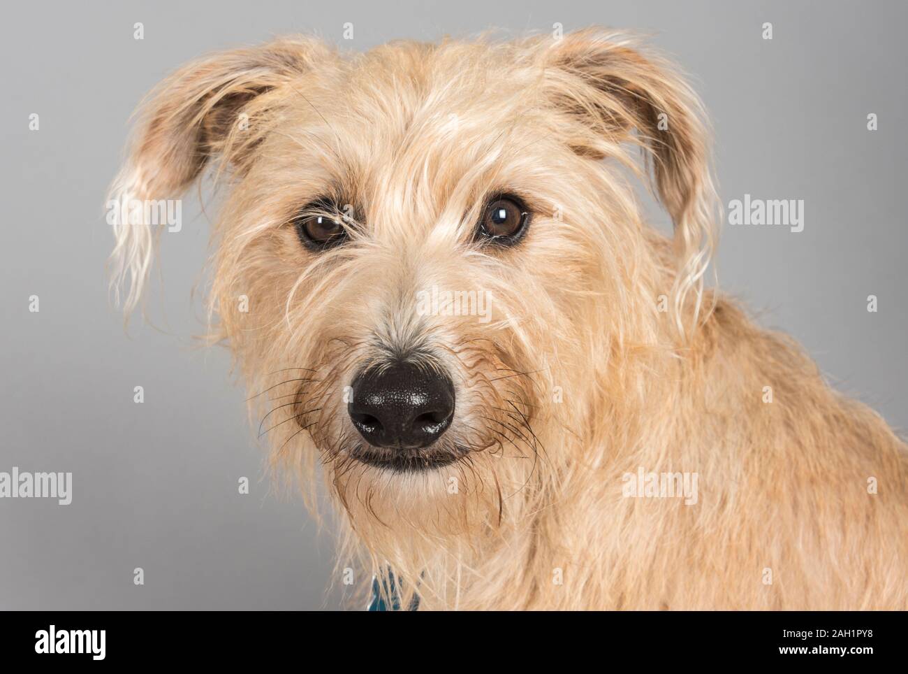 Lurcher dog head hi-res stock photography and images - Alamy