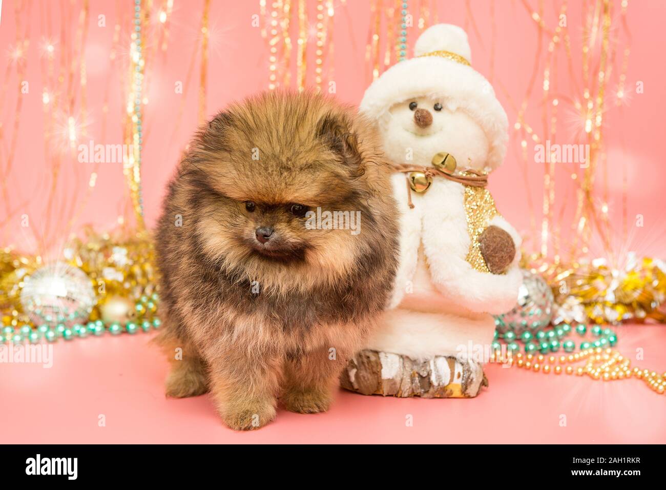 Pomeranian dog hat hi-res stock photography and images - Alamy