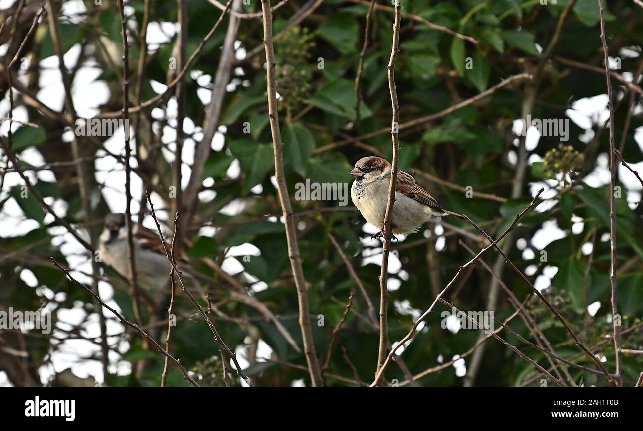 Freshwater. United Kingdom. 23 December 2019. A sparrow in a tree ...