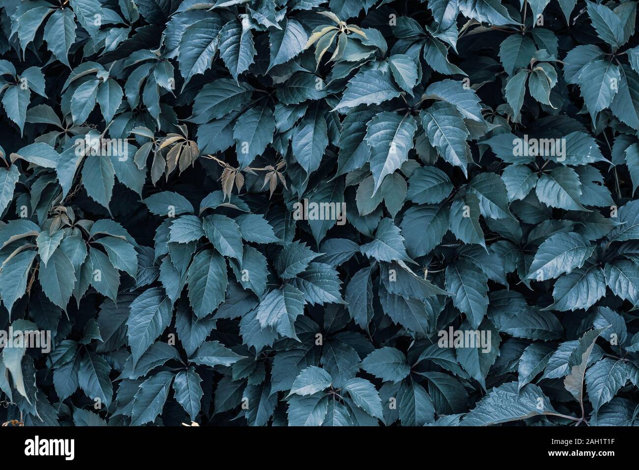 Dark green and blue creeper leaves on the wall. Natural pattern ...