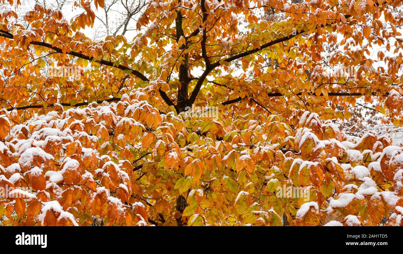 Early fall snowfall hi-res stock photography and images - Alamy