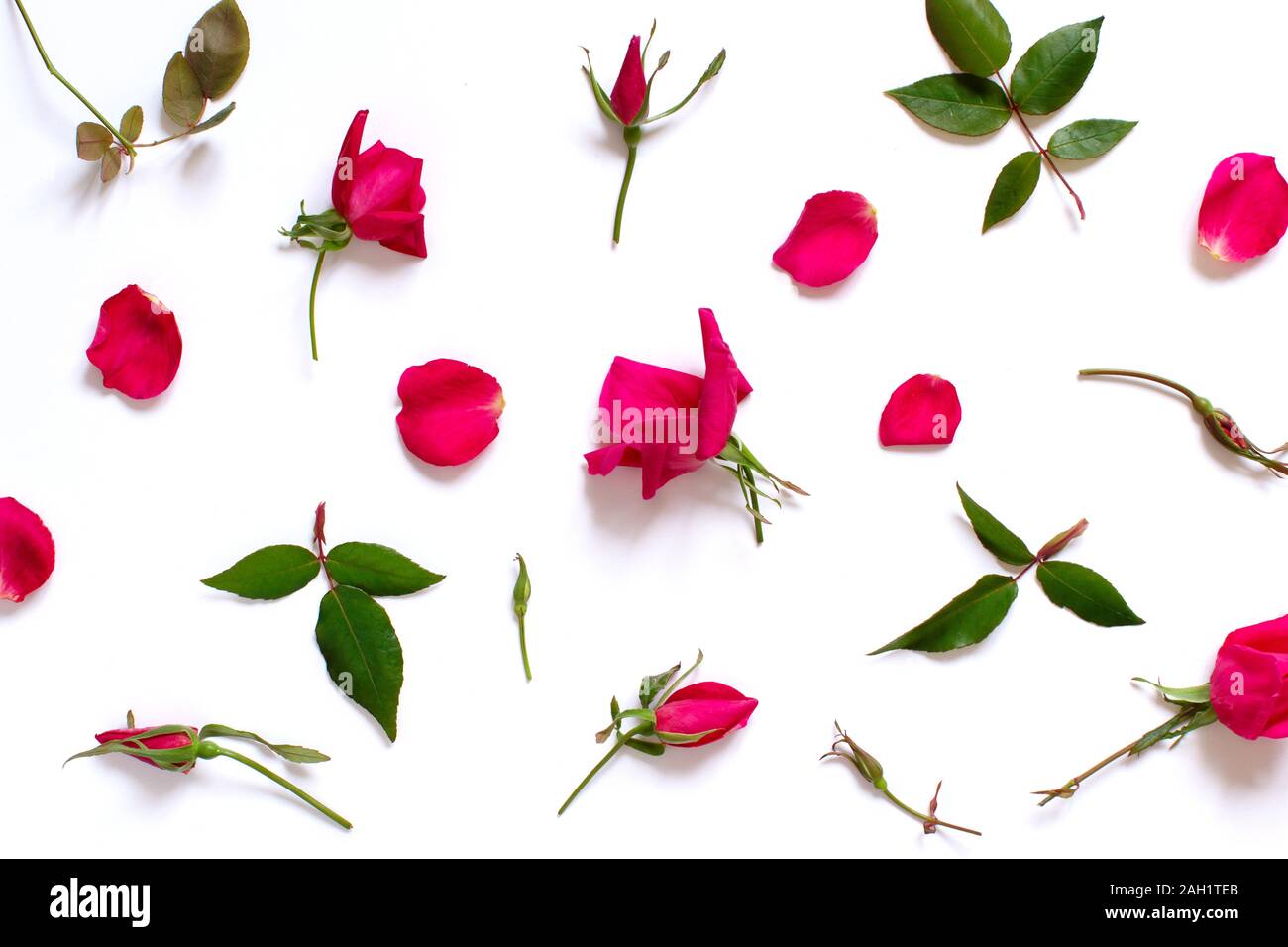 Buds pink roses leaves Cut Out Stock Images & Pictures - Alamy