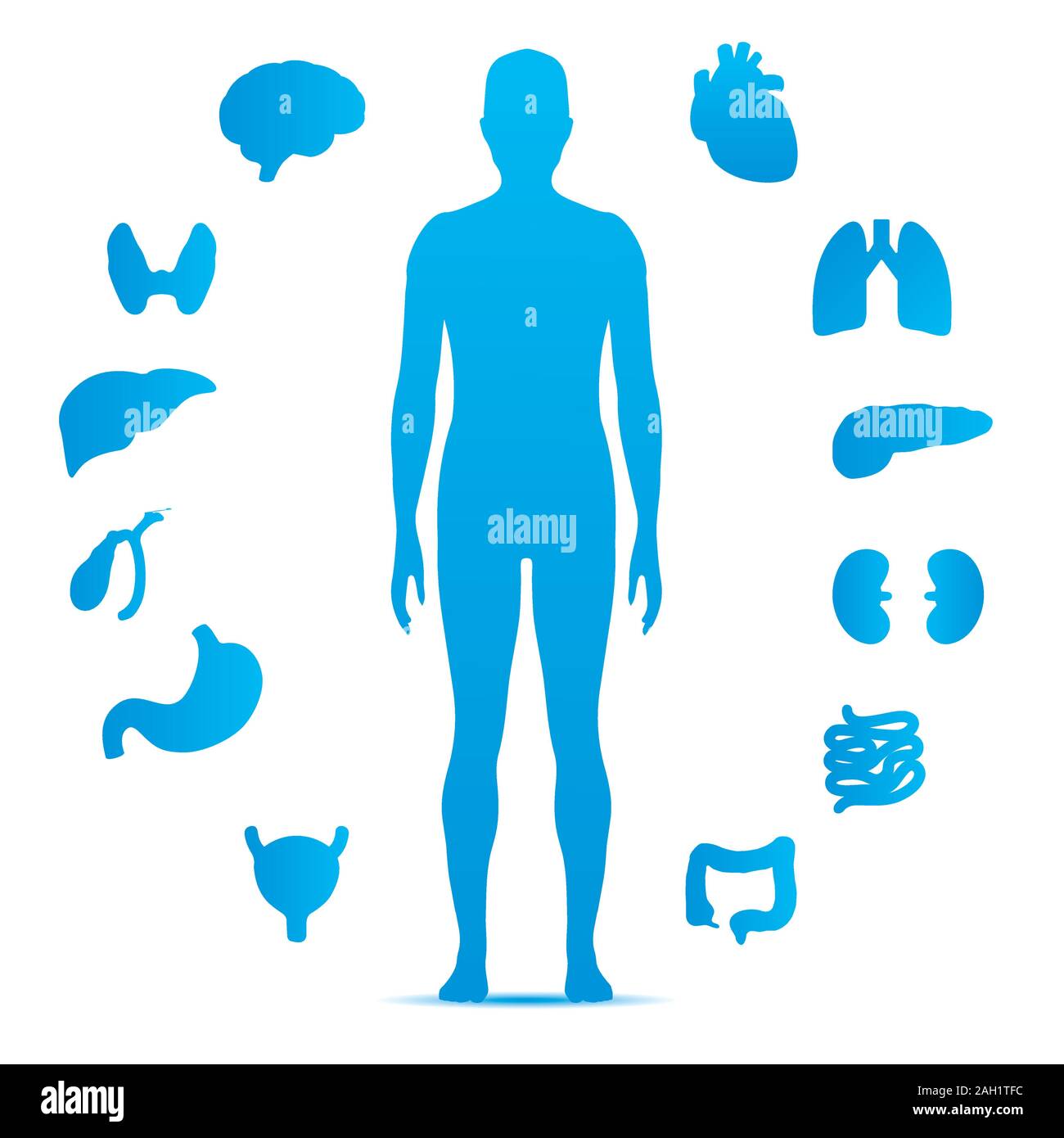 genderless human form and simplified main iconic organ symbol ...