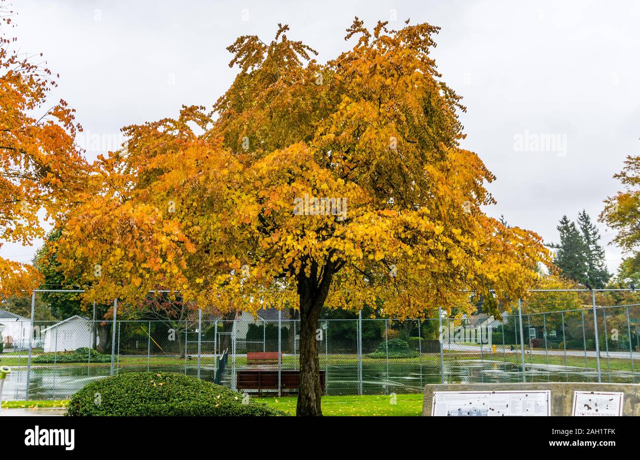 A view of Lake Burien School Memorial Park in Autumn Stock Photo - Alamy