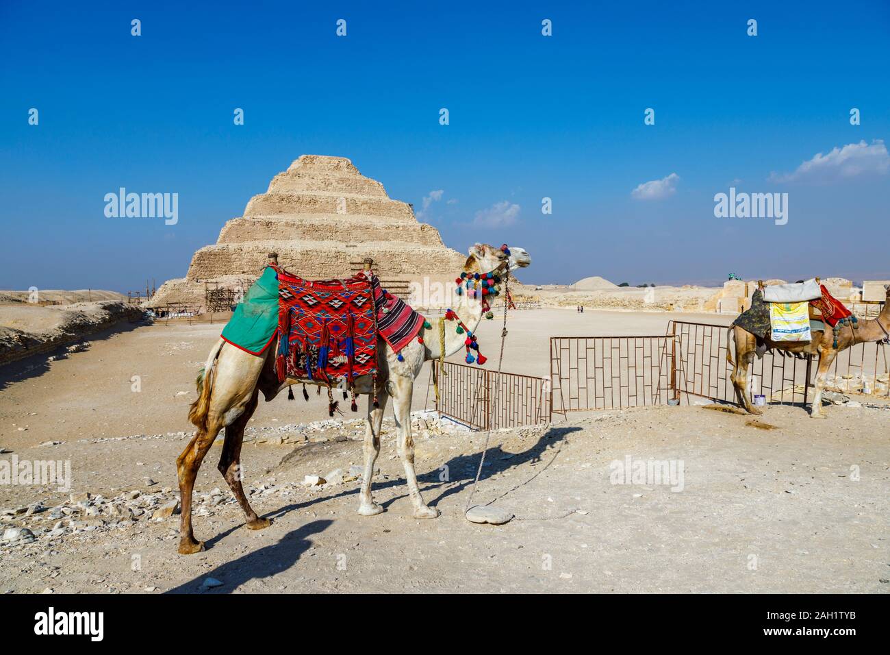 Camel standing at the iconic Step Pyramid of Djoser in Saqqara, an ...