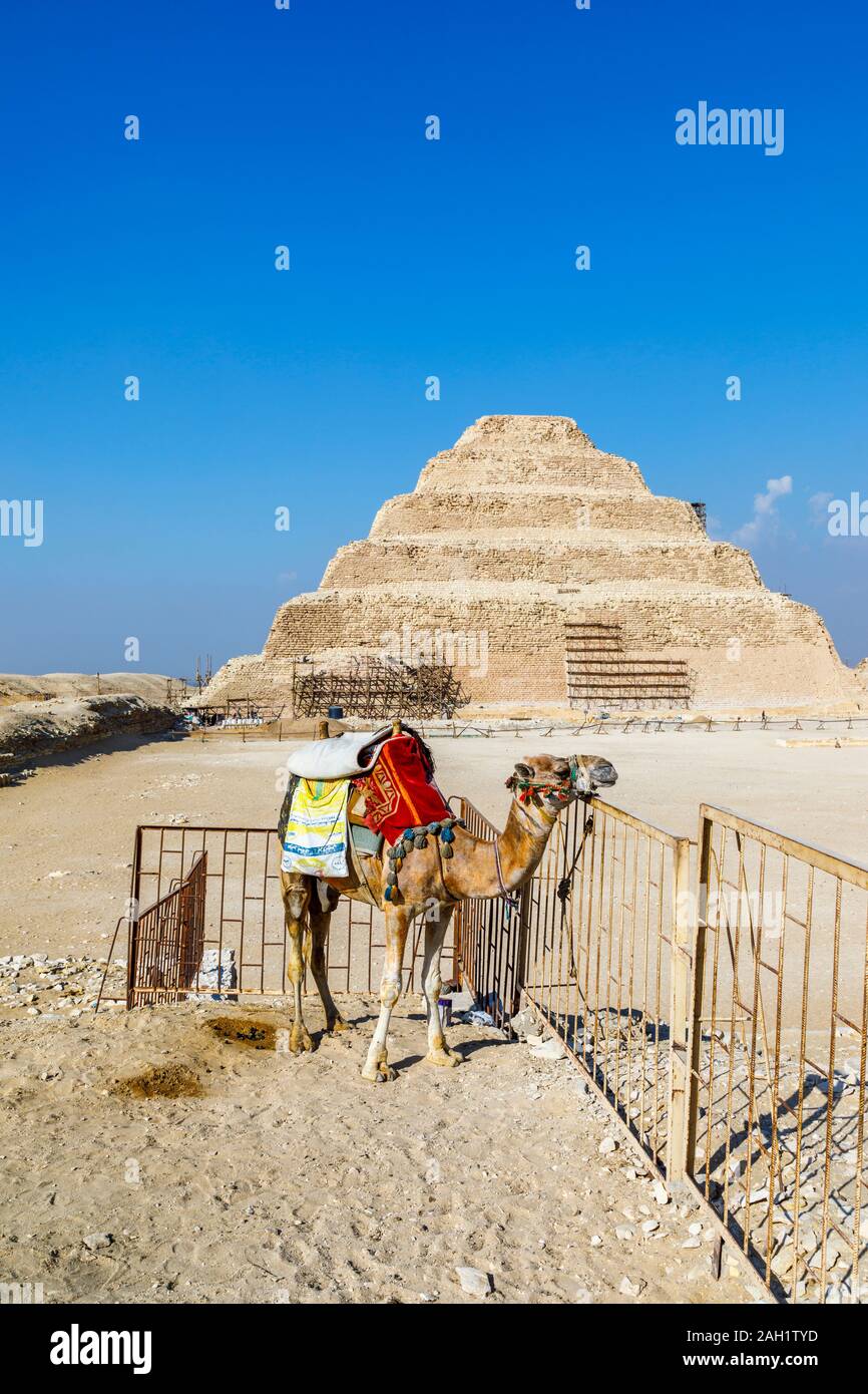 Camel standing at the iconic Step Pyramid of Djoser in Saqqara, an ...