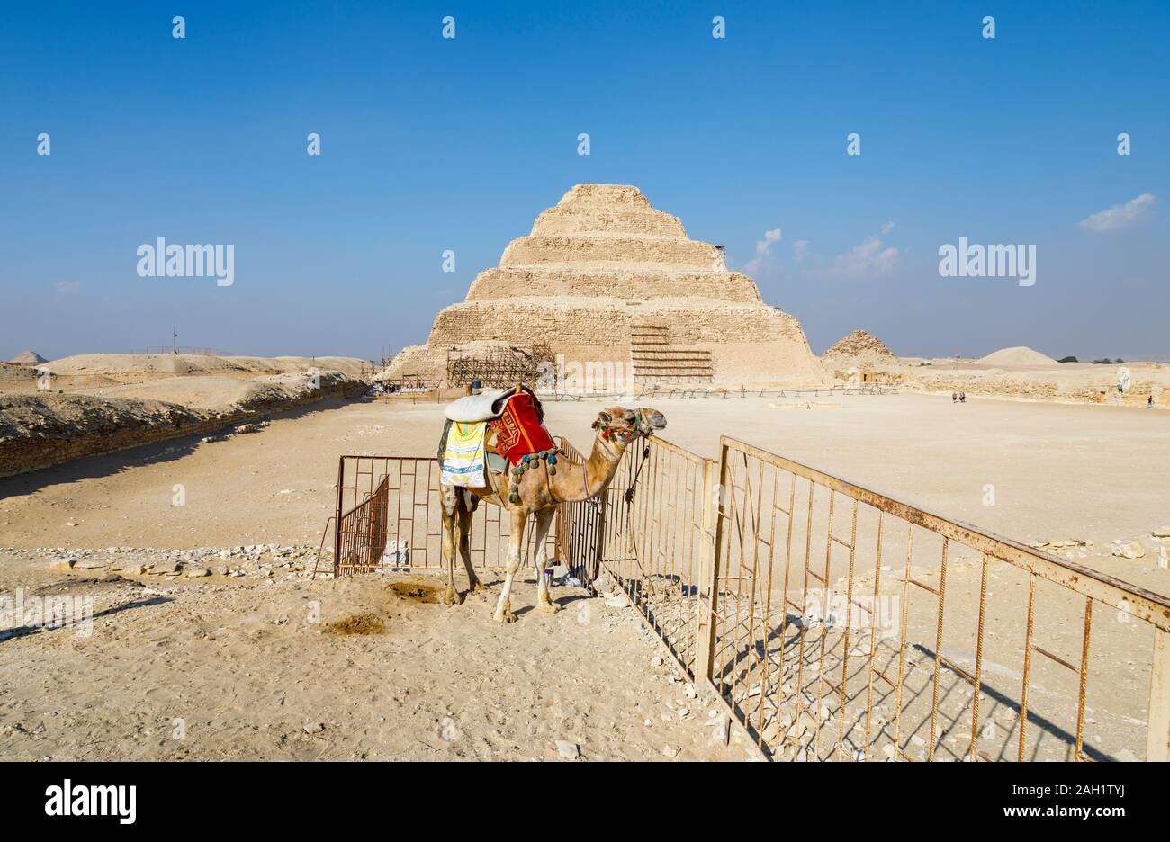 Camel standing at the iconic Step Pyramid of Djoser in Saqqara, an ...