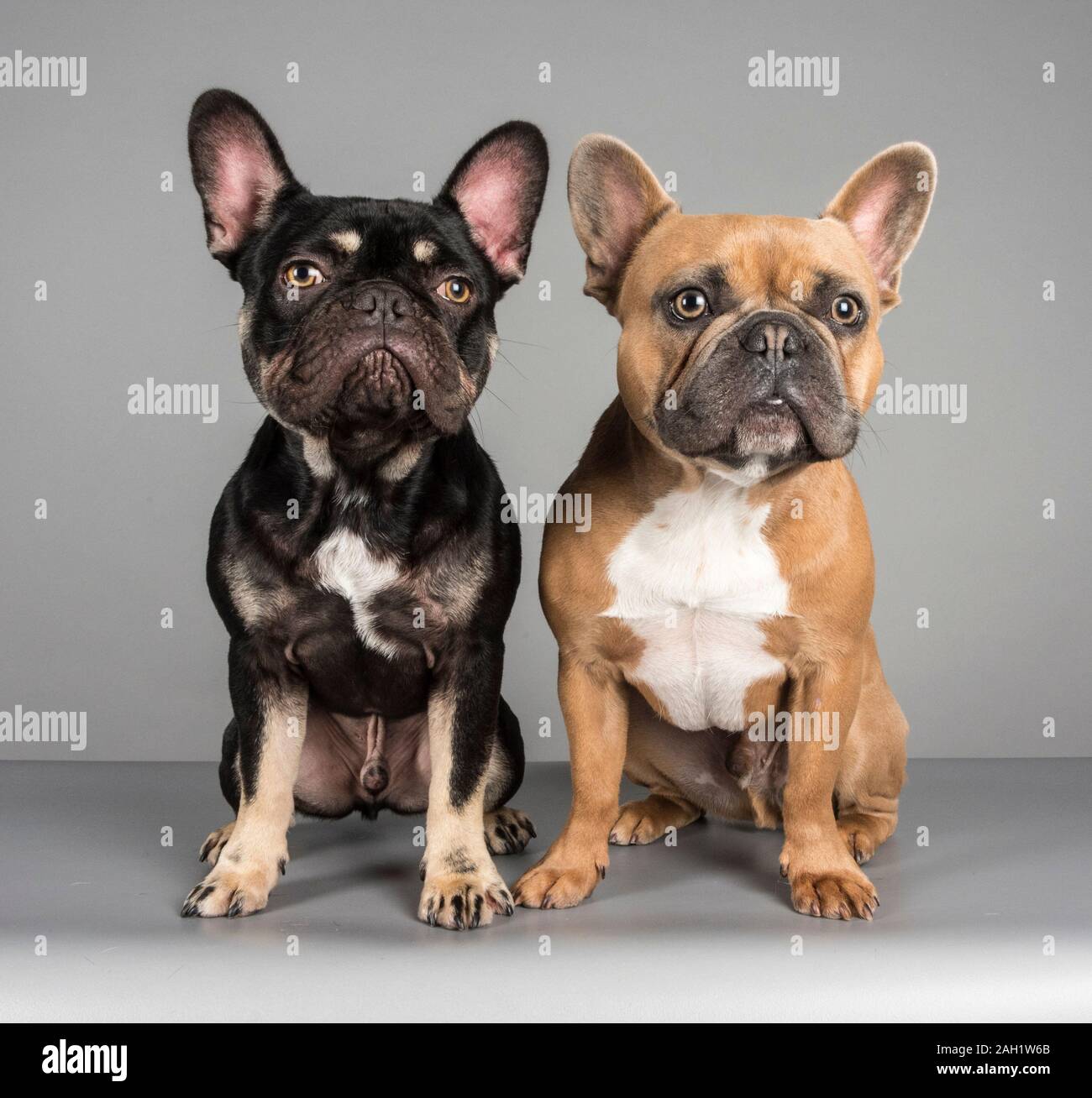 Two french bulldogs sitting together hi-res stock photography and ...
