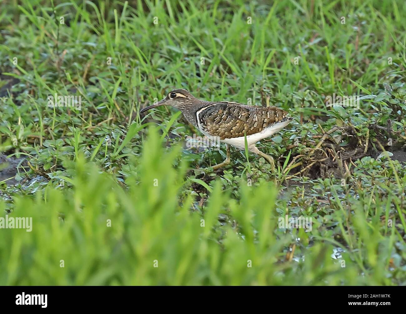Greater Painted-snipe (Rostratula benghalensis) adult female running ...