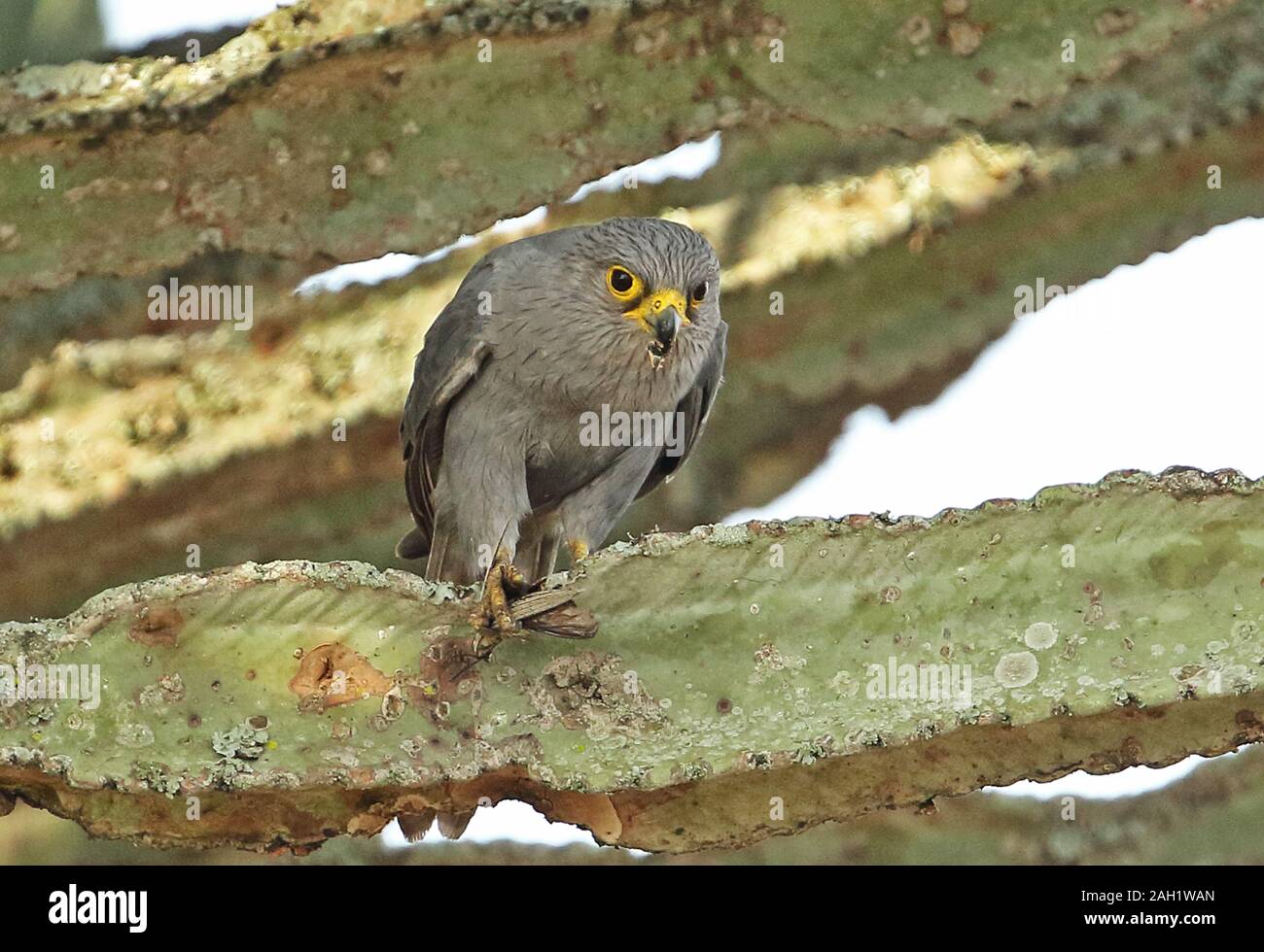 Grey Kestrel (Falco ardosiaceus) adult eating locust Queen Elizabeth ...