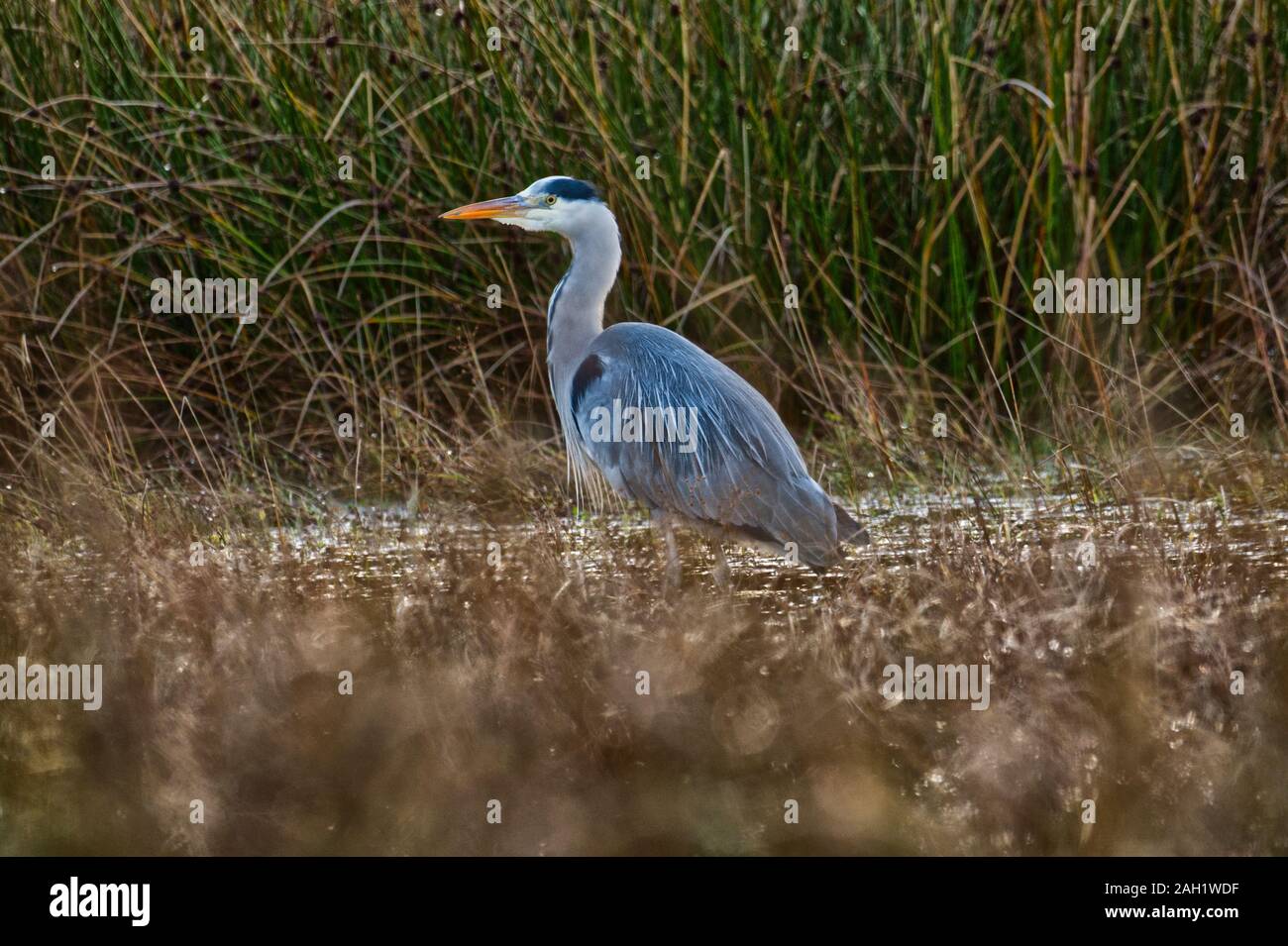 Eurasian heron hi-res stock photography and images - Alamy