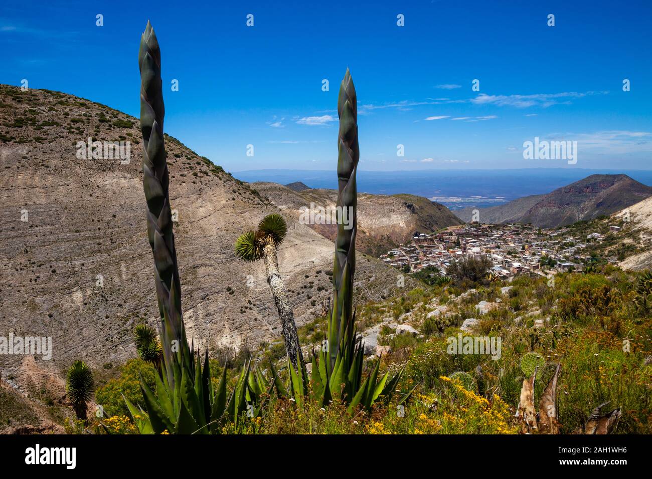 Mexico Desert Landscape