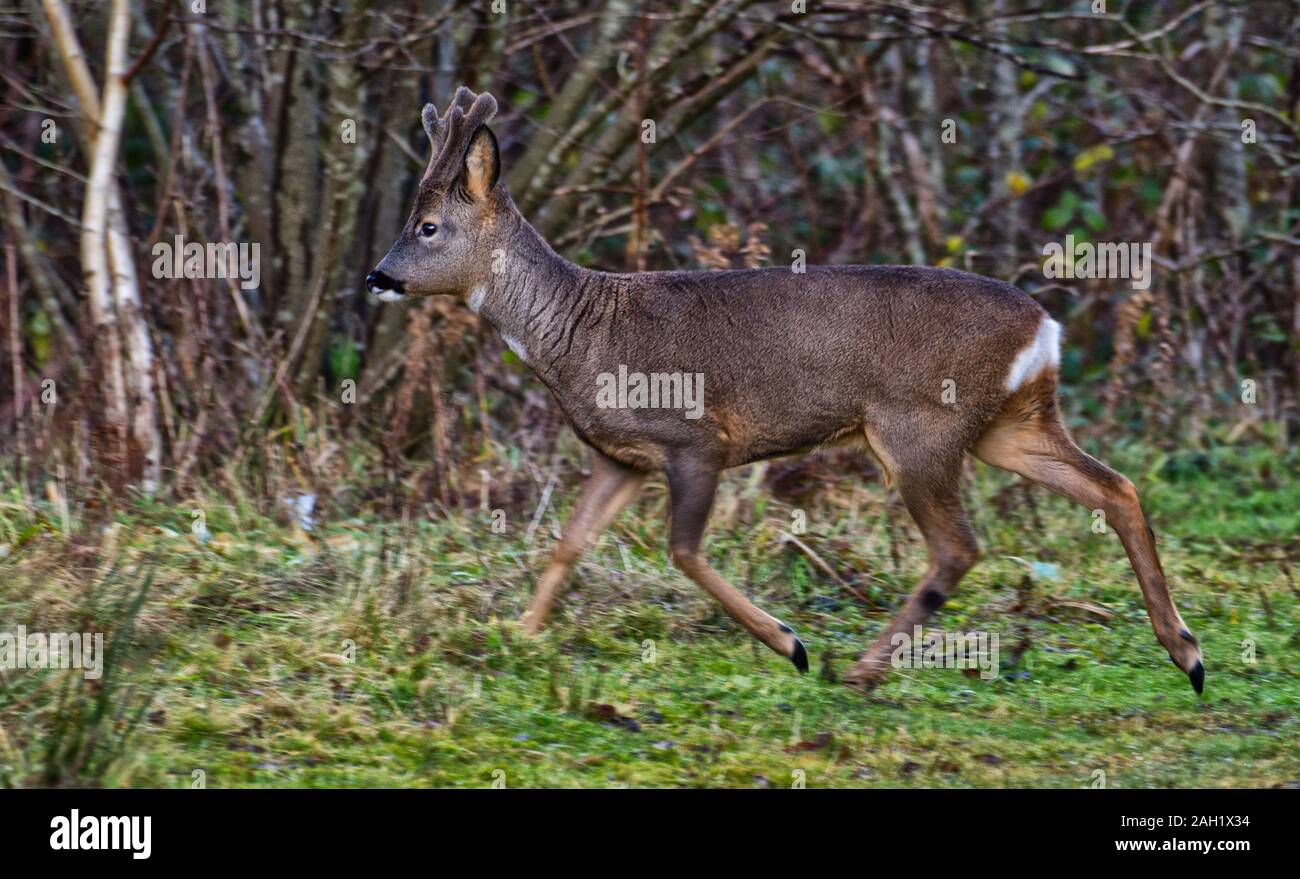 Relatively small deer hi-res stock photography and images - Alamy
