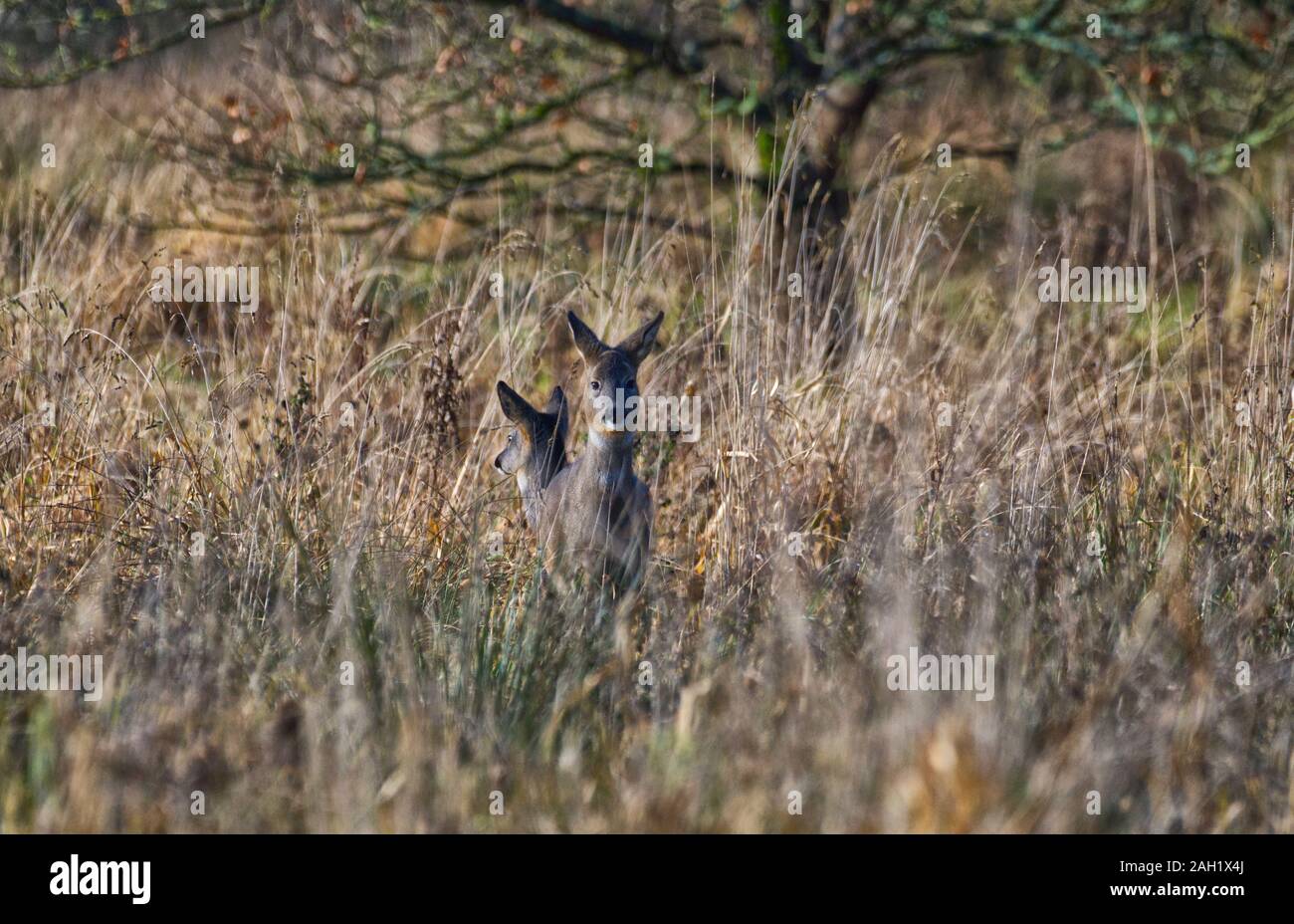 European Roe Deer Stock Photo - Alamy