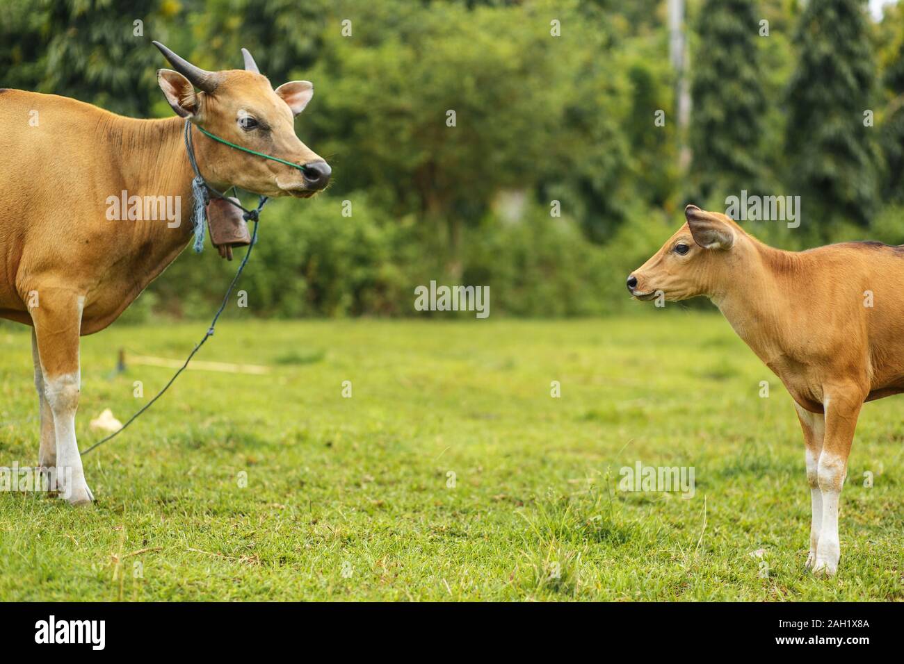 A herd of bright tropical Asian cows grazing on green grass. Big cow ...