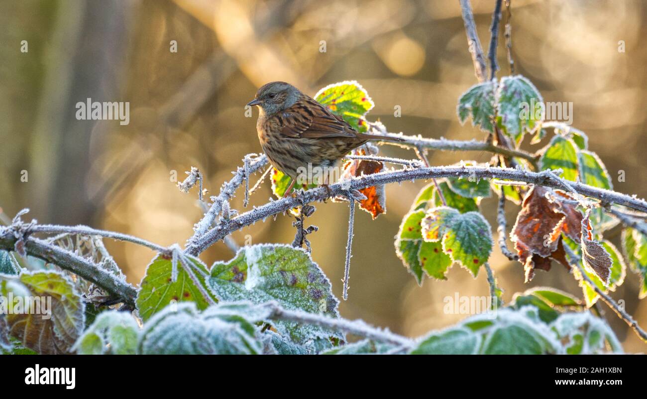 Eurasian dunnock hi-res stock photography and images - Alamy