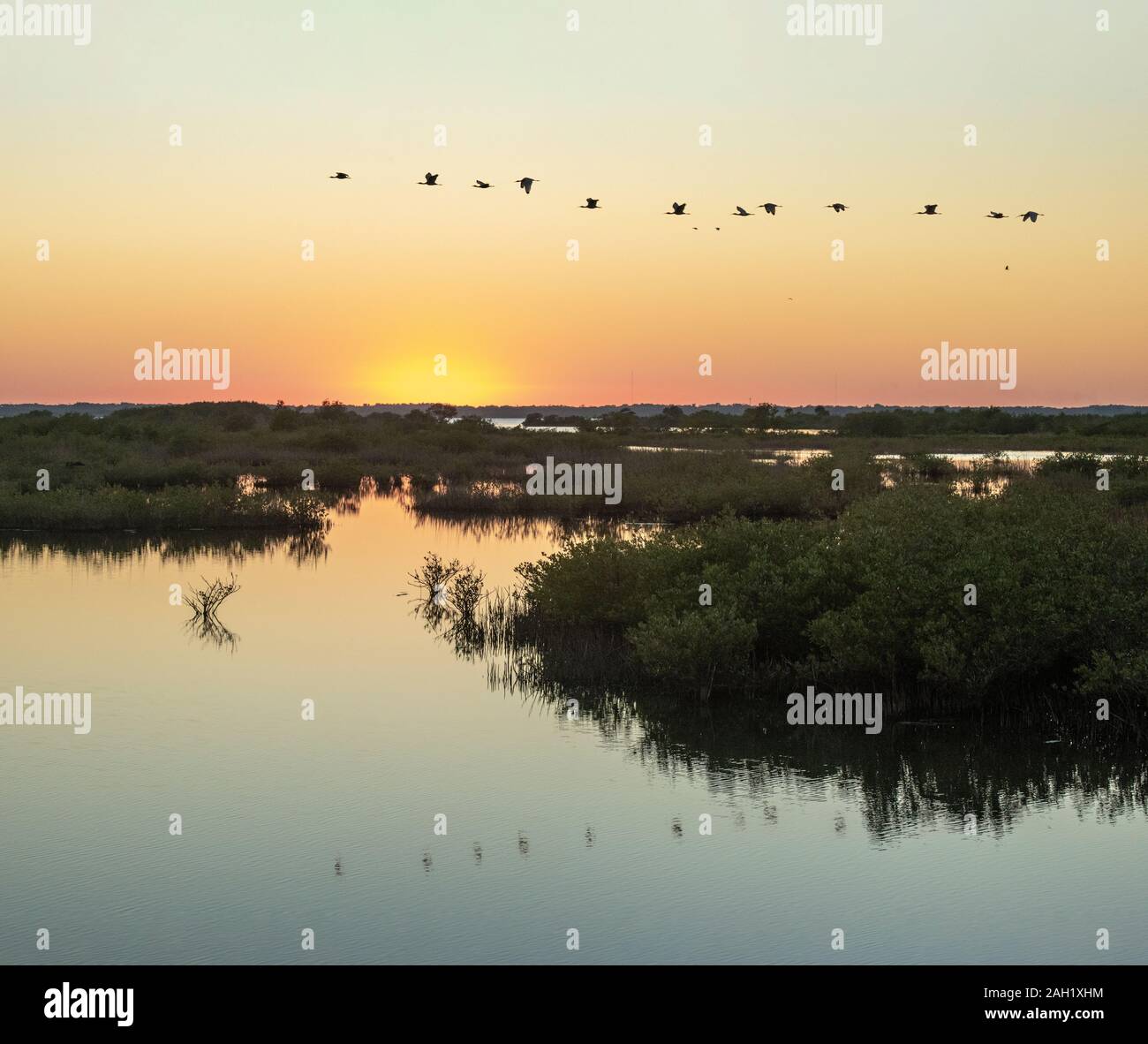Mangrove merrit island hi-res stock photography and images - Alamy