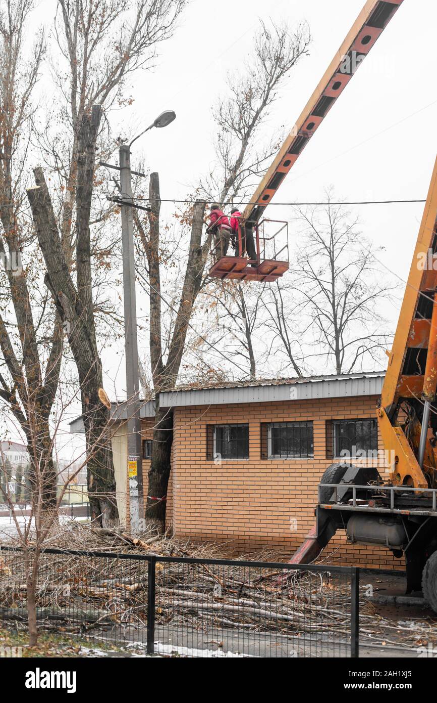 Workers in the municipal utilities cut tree branches. Trimming tree ...