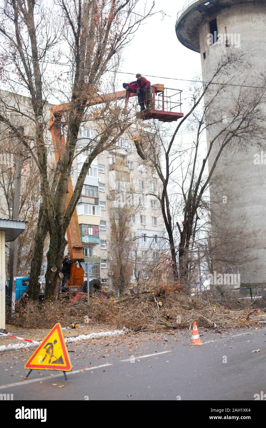 Workers in the municipal utilities cut tree branches. Trimming tree ...
