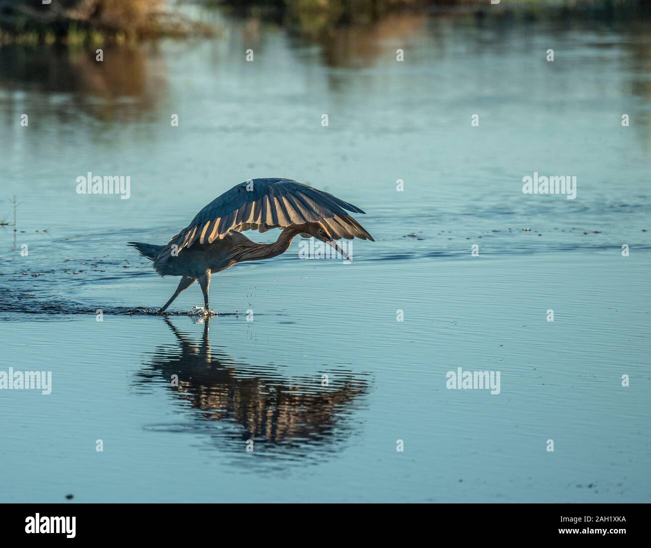 Florida marsh bird hi-res stock photography and images - Alamy