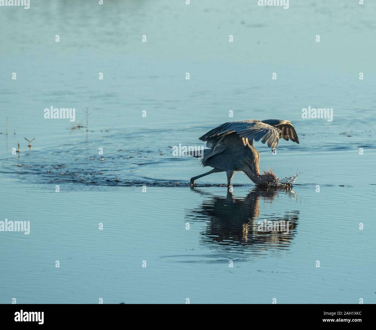 Florida marsh bird hi-res stock photography and images - Alamy