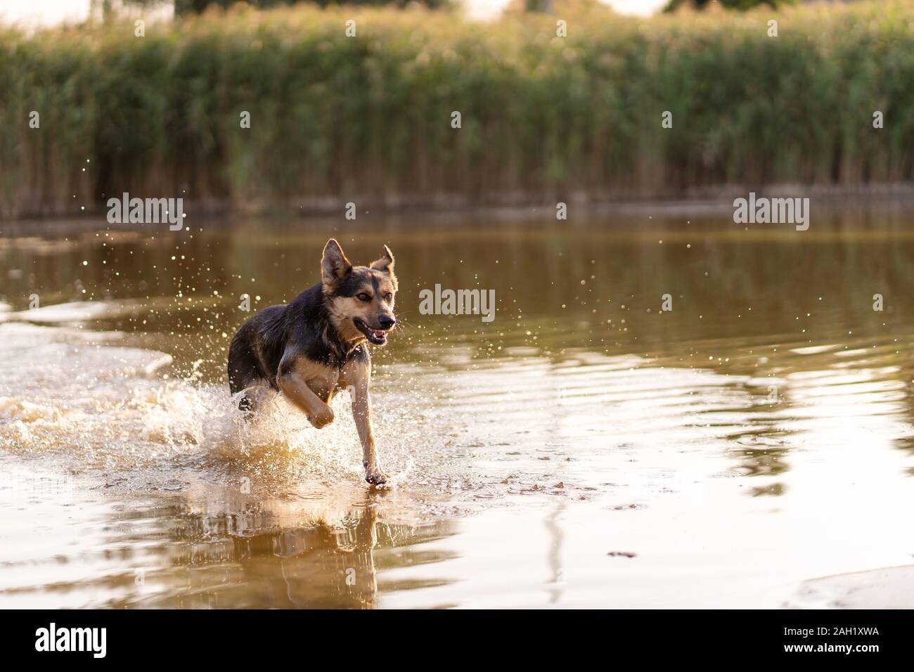 Brown dog running through water hi-res stock photography and images - Alamy