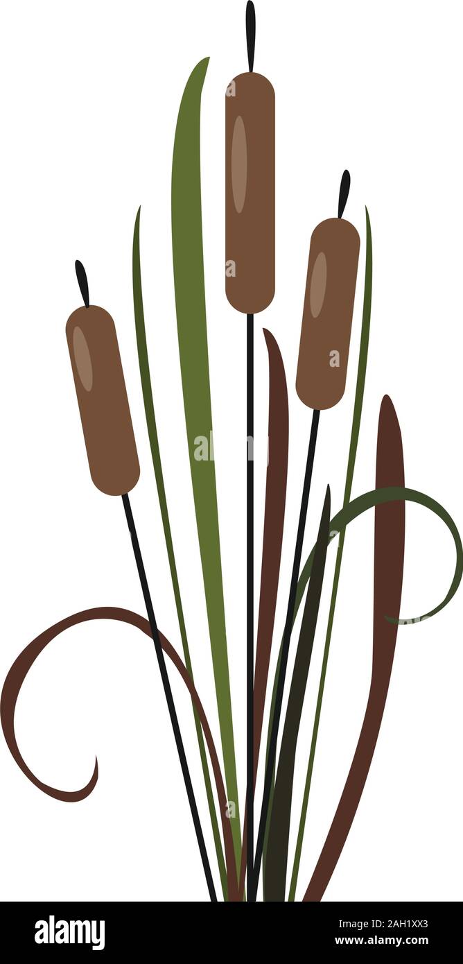 Bush of Swamp Reed on a Lake. vector Illustration Stock Vector Image ...