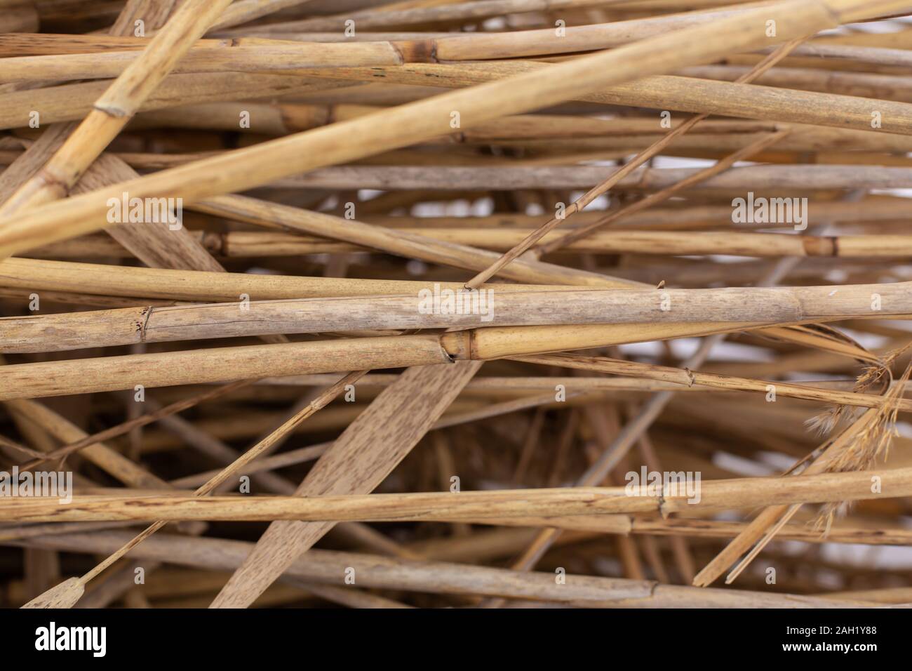 Old reed stalks hi-res stock photography and images - Alamy