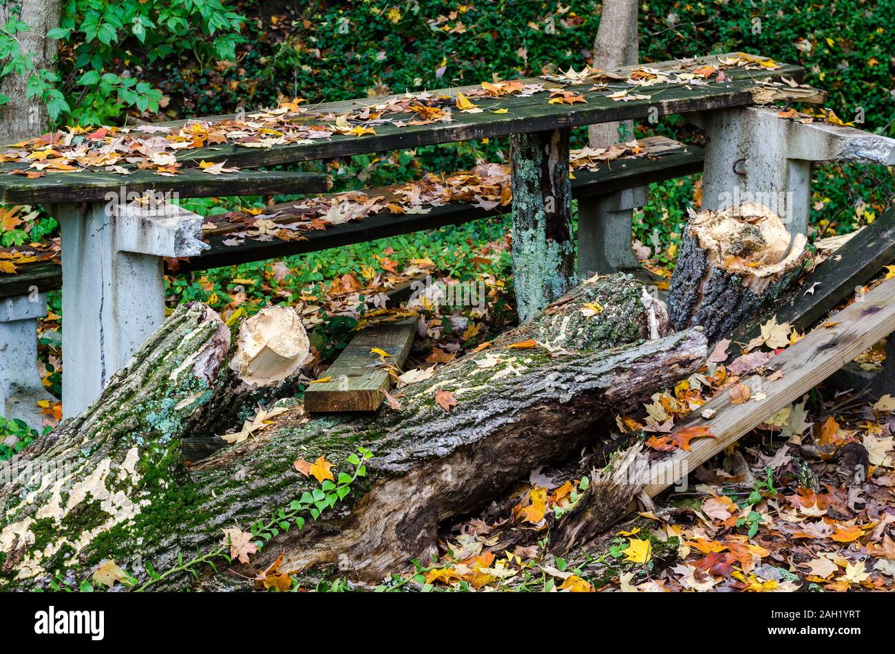 Overgrown park hi-res stock photography and images - Alamy